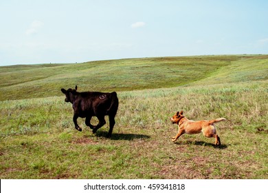 1,555 Cattle dog working Images, Stock Photos & Vectors | Shutterstock