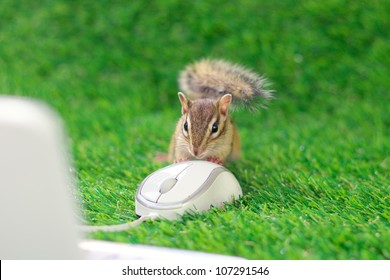 31,028 Animal on computer 이미지, 스톡 사진 및 벡터 | Shutterstock