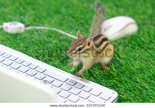 Working Chipmunk Stock Photo (Edit Now) 107291549