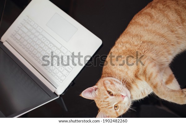 Working Concept Computer Ginger Tabby Cat Stock Photo 1902482260 ...