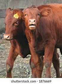 Working Cows Stock Photo 1876669 | Shutterstock