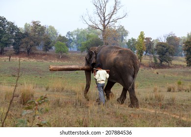 9,513 Working elephant Images, Stock Photos & Vectors | Shutterstock