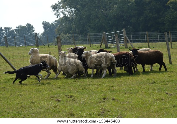 Working Sheep Stock Photo 153445403 | Shutterstock