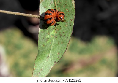Stock Photo and Image Portfolio by Levi Fer | Shutterstock