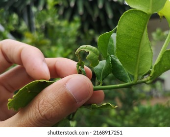 2,948 Lime green bug Images, Stock Photos & Vectors | Shutterstock