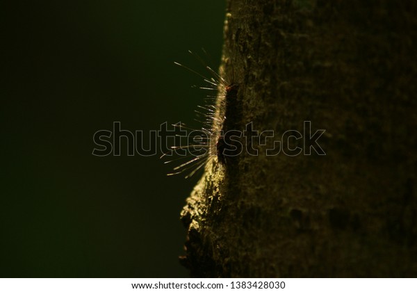 Worm Climbing Over Tree Stock Photo 1383428030 | Shutterstock
