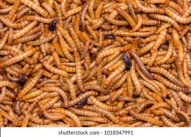 106,144 Insect worm Images, Stock Photos & Vectors | Shutterstock
