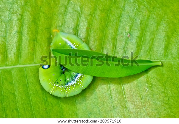 Worm Sleeping On Leaf Stock Photo 209571910 | Shutterstock