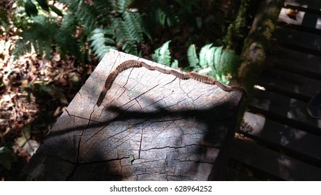 353 Train worms Images, Stock Photos & Vectors | Shutterstock