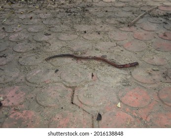 Worm Which Long Circular Copper Colored Stock Photo 2016138848 ...