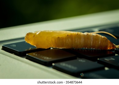 Wormcomputervirusbig White Worm Malicious Computer Stock Photo ...