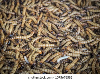 Worms Bird Feed Stock Photo 1075676582 | Shutterstock