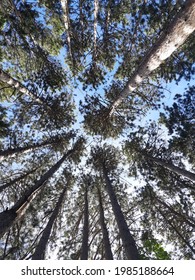 Worms Eye View Forest Tall Trees Stock Photo 1985188664 | Shutterstock