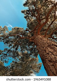 Overarching Images, Stock Photos & Vectors | Shutterstock