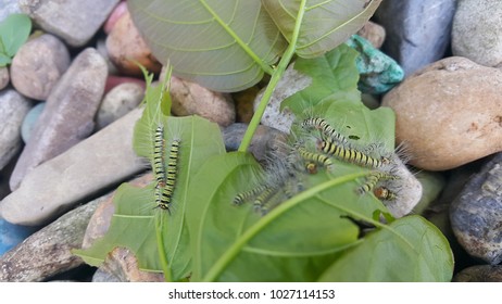 Worms On Leaf Stock Photo 1027114153 | Shutterstock