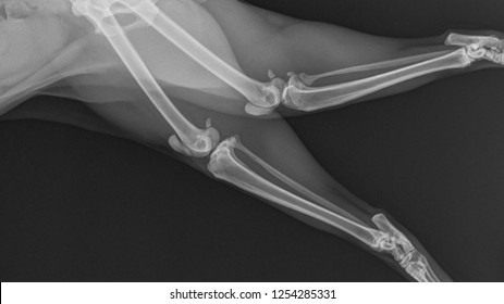 X Ray Radius Ulna Dog Dog Stock Photo (Edit Now) 1936539790