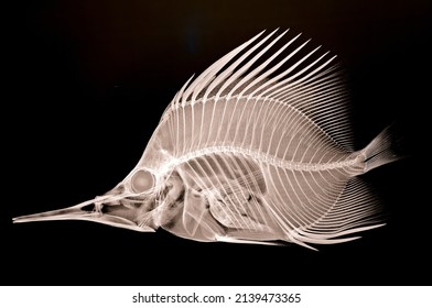 2,765 Butterfly skeleton Images, Stock Photos & Vectors | Shutterstock