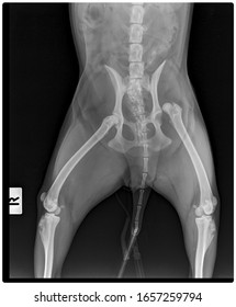 X Ray Normal Hip Large Dog Foto Stok 1469113250 | Shutterstock