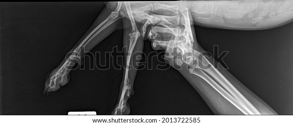 X Ray Normal Posture Both Fore Stock Photo 2013722585 | Shutterstock