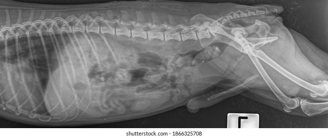 X Ray Normal Urinary Bladder Os Foto Stok 1866325708 | Shutterstock