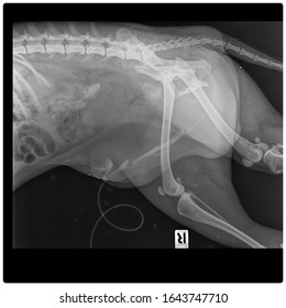276 Feline X Ray Images, Stock Photos & Vectors | Shutterstock