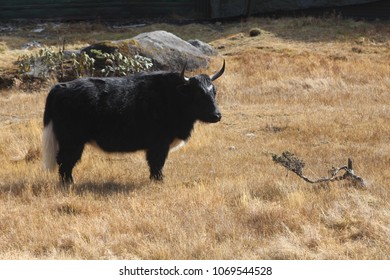 Yalk : images, photos et images vectorielles de stock | Shutterstock