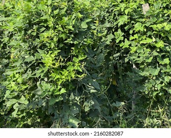 2,499 Long bean tree Images, Stock Photos & Vectors | Shutterstock