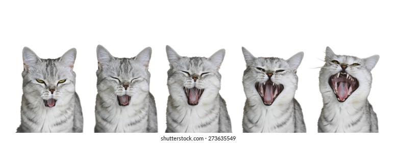 5,227 Cat screaming Images, Stock Photos & Vectors | Shutterstock
