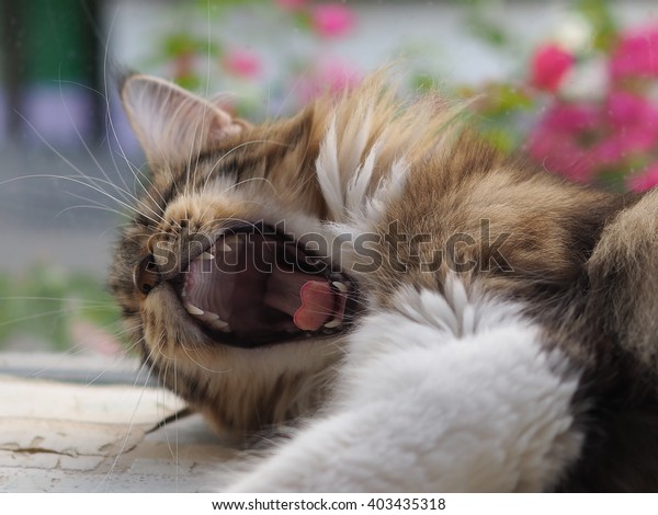 Yawning Cat Stock Photo (Edit Now) 403435318