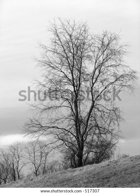 Yearning Spring Stock Photo 517307 | Shutterstock