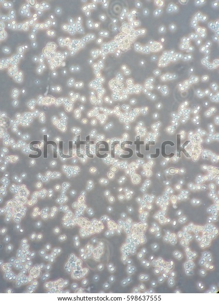 Yeast Cells Under Microscope View Stock Photo 598637555 | Shutterstock