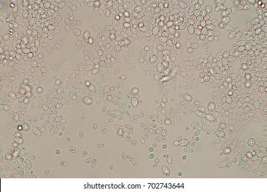 Blastospore Images, Stock Photos & Vectors | Shutterstock
