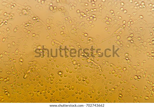 Yeast Under Microscope Stock Photo 702743662 | Shutterstock