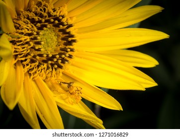 2,944 imágenes de Ambush bug - Imágenes, fotos y vectores de stock ...