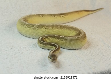 16,377 Yellow python Images, Stock Photos & Vectors | Shutterstock