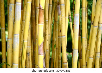 Yellow Bamboo Forest Pattern Background Stock Photo 309073583 ...