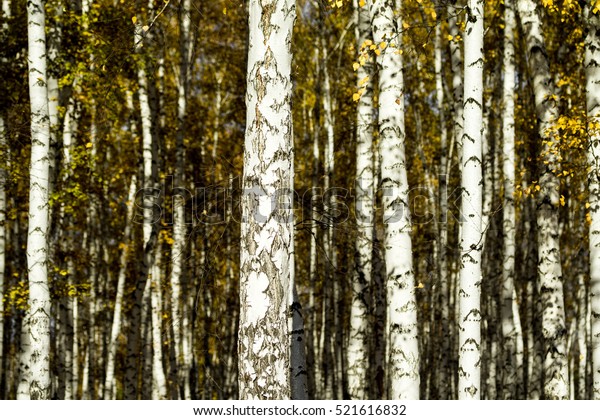 Yellow Birch Forest Late Autumn Stock Photo 521616832 | Shutterstock Yellow Birch Forest Late Autumn Stock Photo 521616832 | Shutterstock
