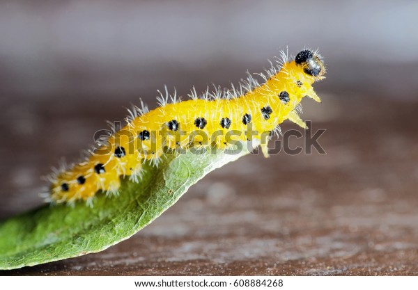 Yellow Caterpillar Black Dots On Leaf Stock Photo (Edit Now) 608884268 Yellow Caterpillar Black Dots On Leaf Stock Photo (Edit Now) 608884268