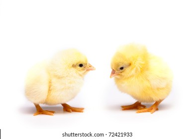 Yellow Chick Stock Photo 72421933 | Shutterstock