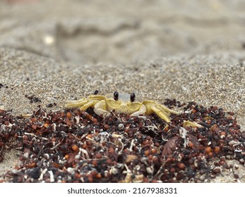 1,036 Florida sand crab Images, Stock Photos & Vectors | Shutterstock