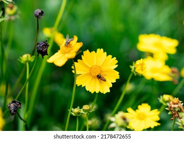 738 Bee infestation Stock Photos, Images & Photography | Shutterstock