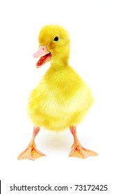 23,510 Fluffy yellow duck Images, Stock Photos & Vectors | Shutterstock