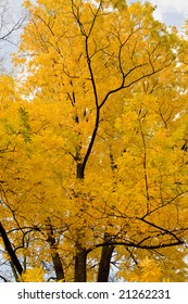 Yellow Fall Colored Tree Stock Photo 21262231 | Shutterstock