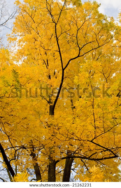 Yellow Fall Colored Tree Stock Photo 21262231 | Shutterstock