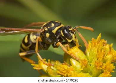 9,065 Yellow jacket insect Images, Stock Photos & Vectors | Shutterstock