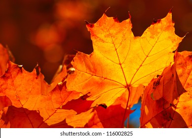 5,893 Single falling leaves Images, Stock Photos & Vectors | Shutterstock