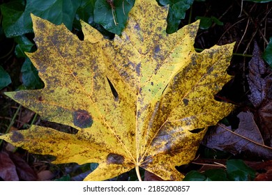 7,098 Decomposing leaves Images, Stock Photos & Vectors | Shutterstock
