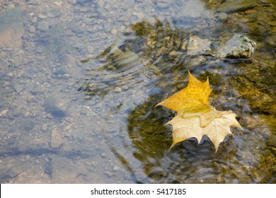 Yellow Maple Leaf Floating Stream Stock Photo 5417185 | Shutterstock