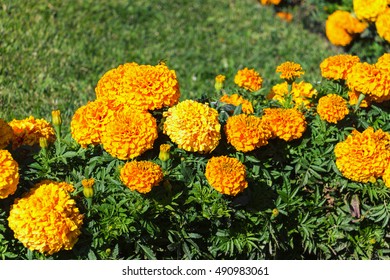 167 Green button poms Images, Stock Photos & Vectors | Shutterstock