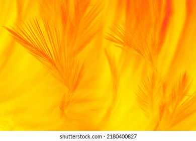 Yellow Orange Feather Texture Pattern Background Stock Photo 2180400827 ...